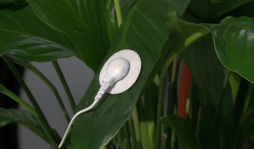 Why Do Some People Talk to Plants? – JournalsWeekly — Know More, Every Week